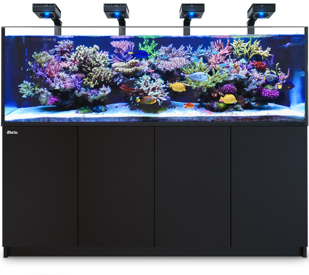 Build Your Own Reef Tank Setup with Yorkshire Reefs